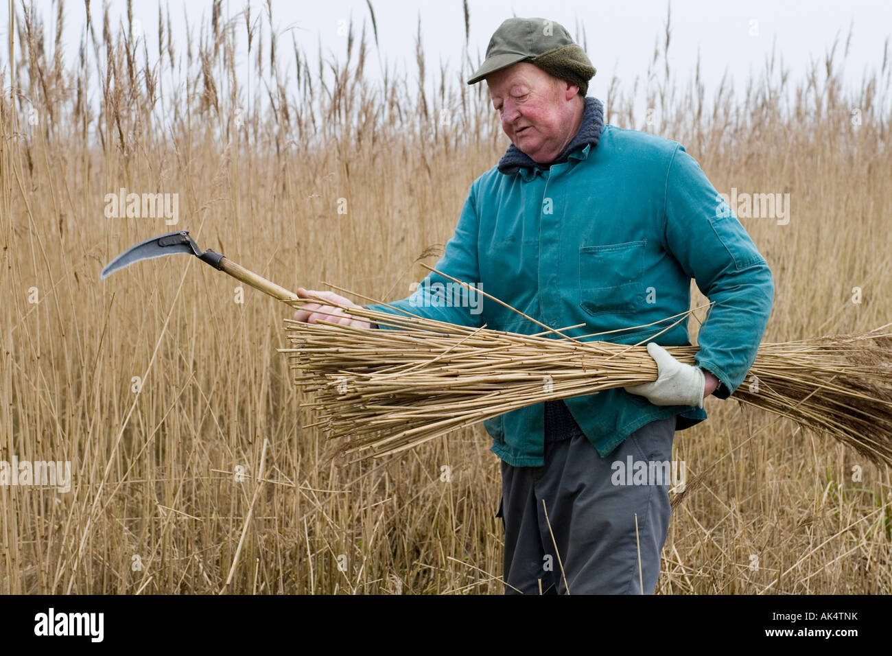 Man cutting reed Stock Photo - Alamy