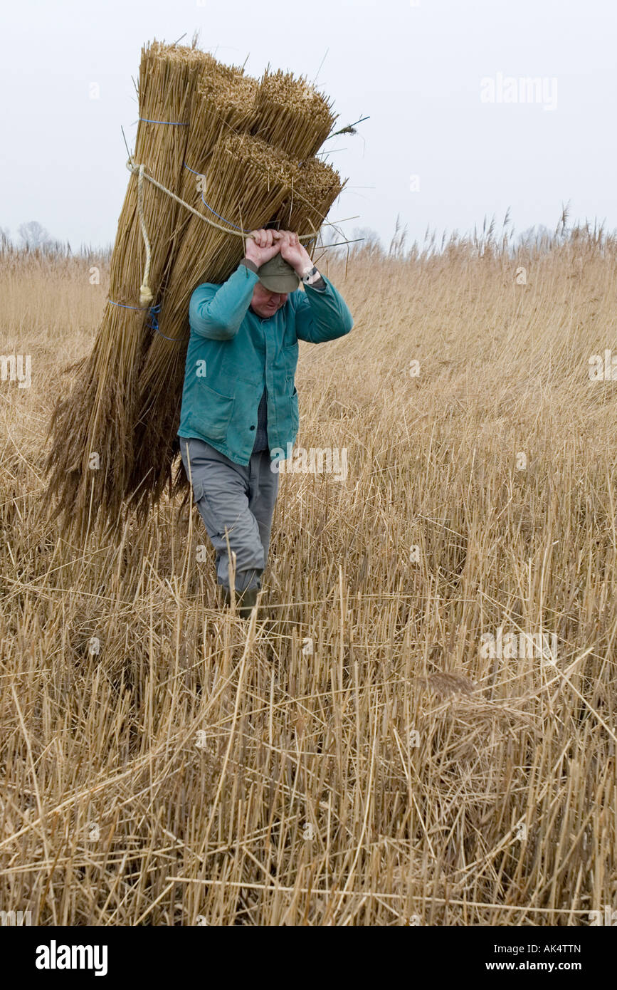 Man carrying reed Stock Photo - Alamy