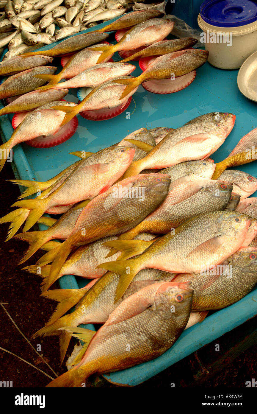 Fish in a market in Kota Kinabalu in Borneo Stock Photo - Alamy