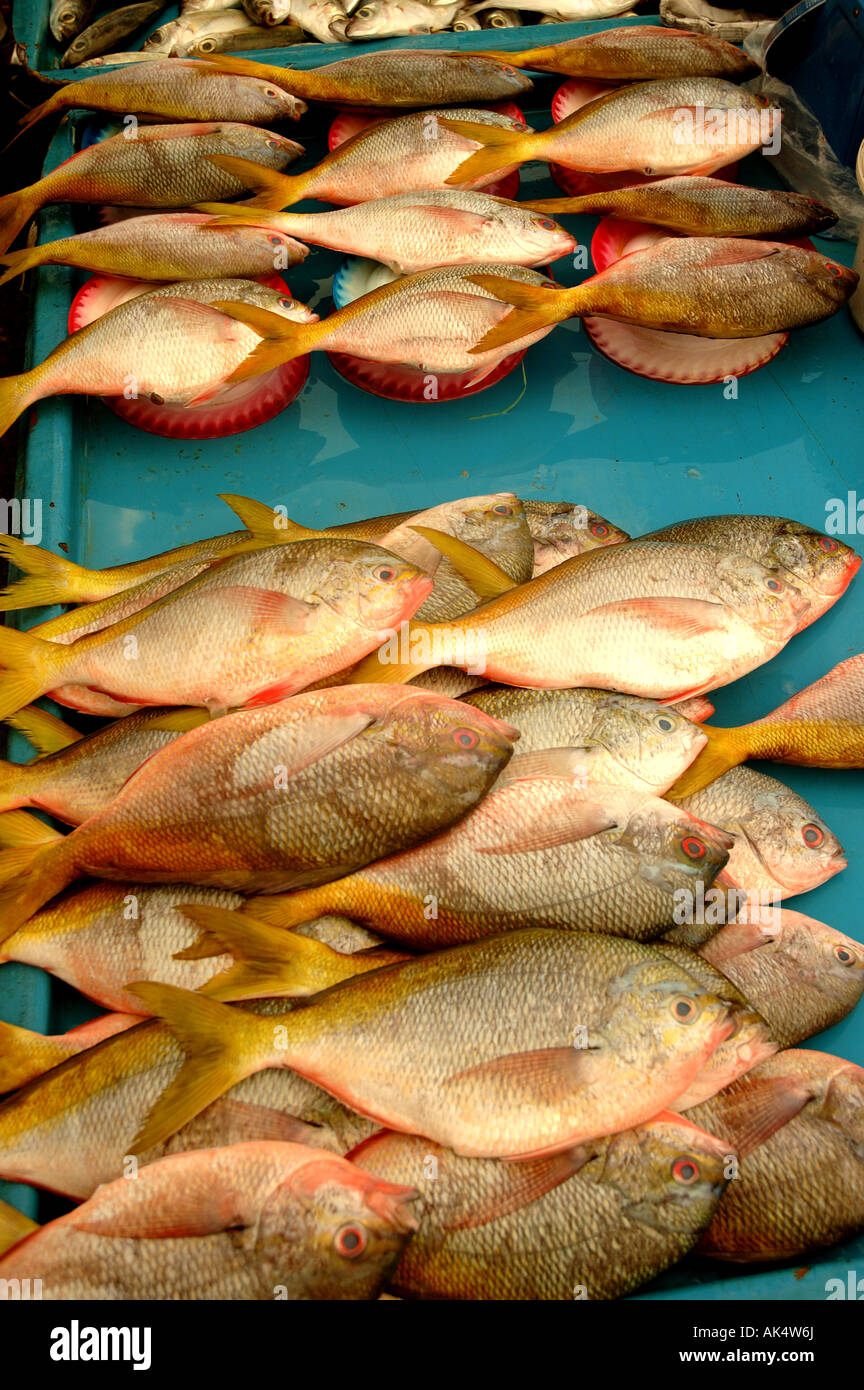 Fish in a market in Kota Kinabalu in Borneo Stock Photo - Alamy