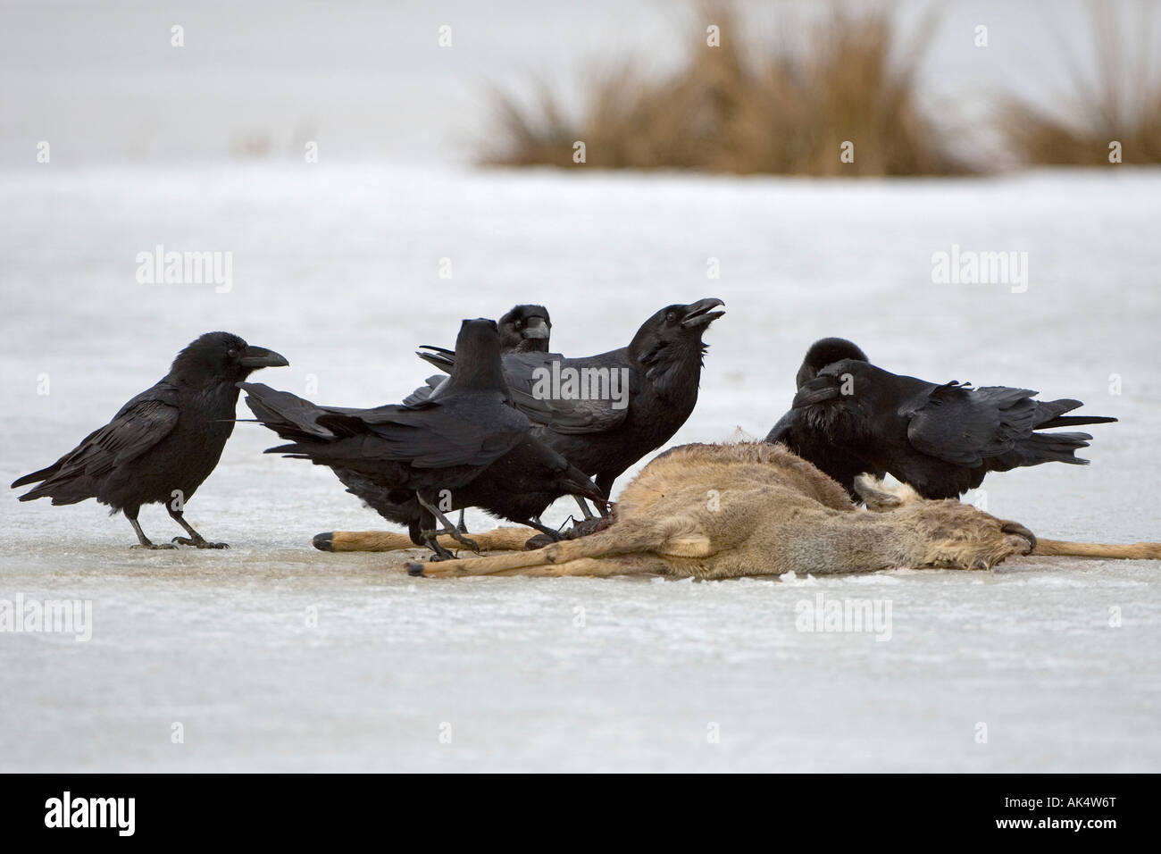 Raven at deer carcass hi-res stock photography and images - Alamy