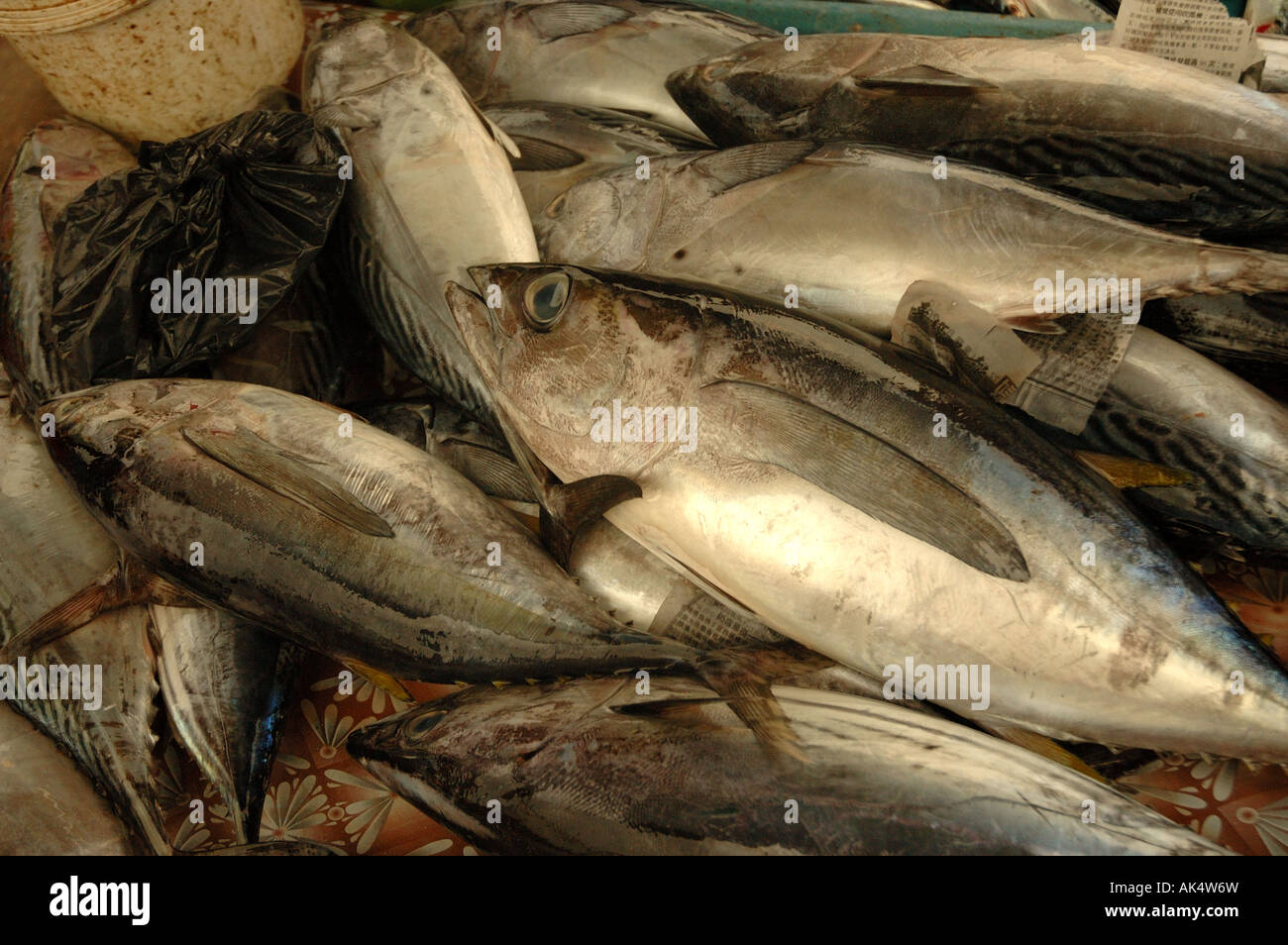 Fish in a market in Kota Kinabalu in Borneo Stock Photo - Alamy