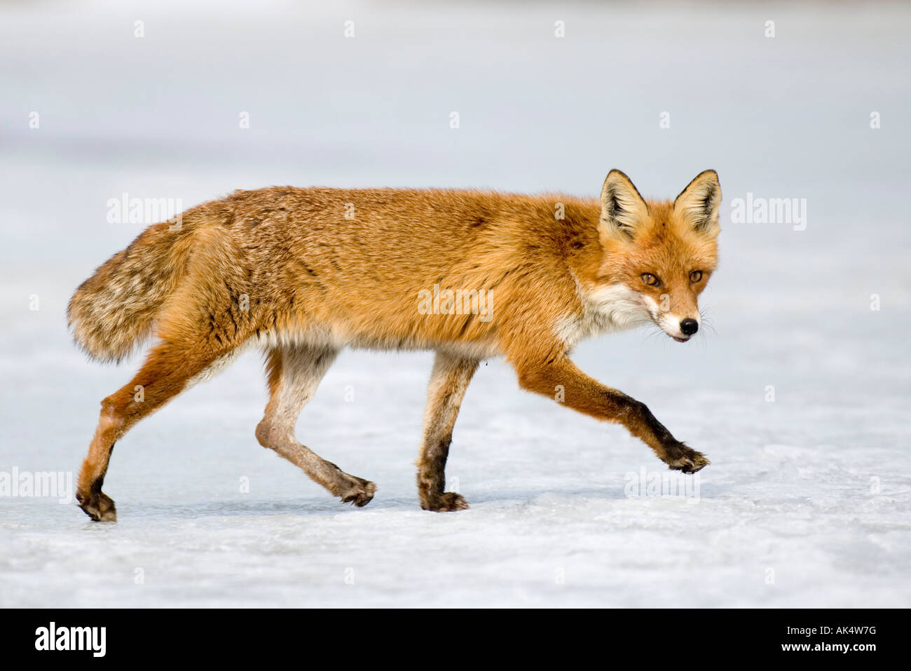 Western red fox hi-res stock photography and images - Alamy