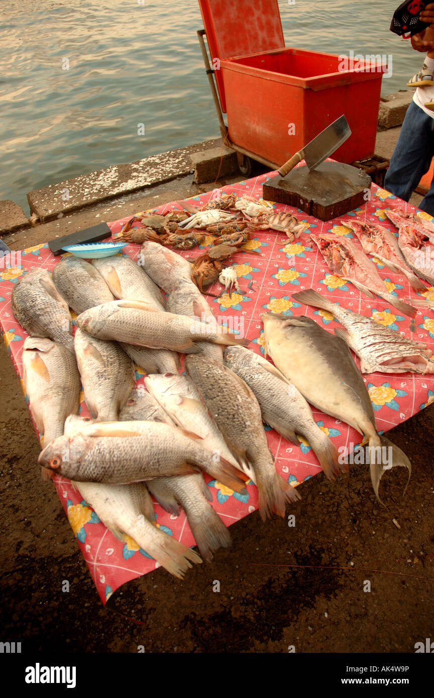 Fish in a market in Kota Kinabalu in Borneo Stock Photo - Alamy