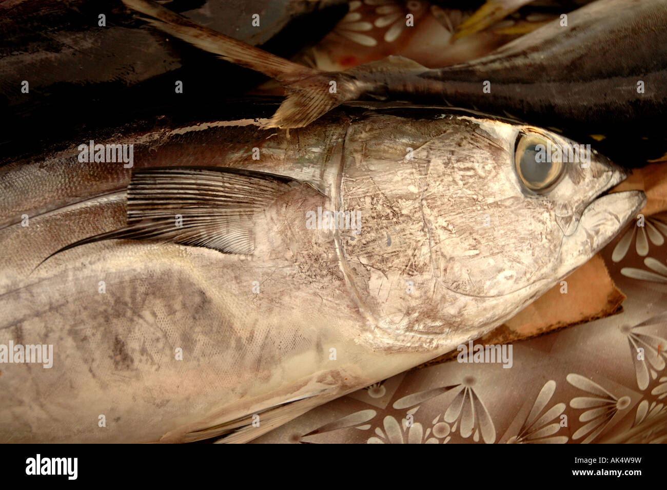 Fish in a market in Kota Kinabalu in Borneo Stock Photo - Alamy