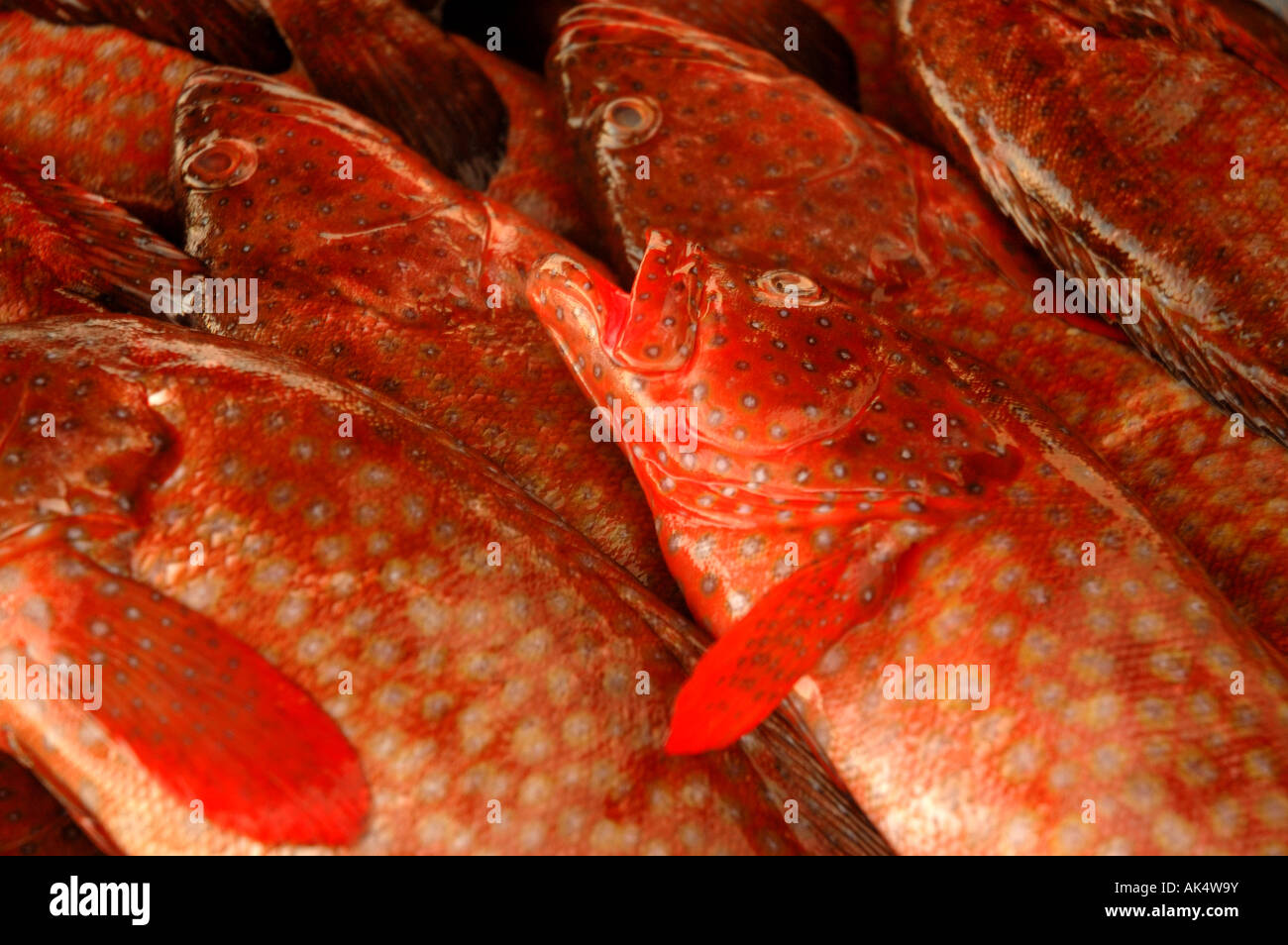 Rock cod hi-res stock photography and images - Alamy