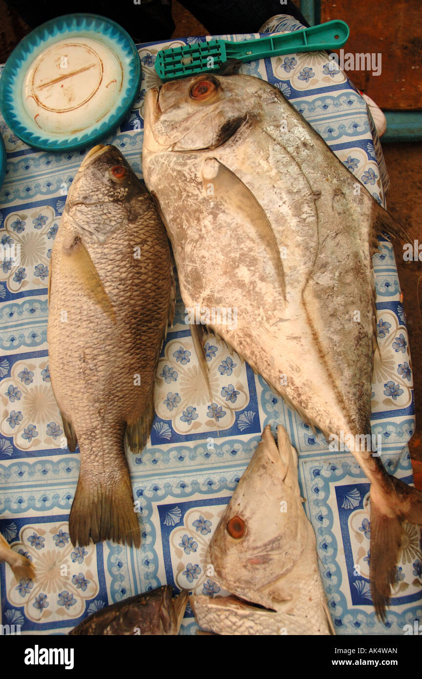 Fish in a market in Kota Kinabalu in Borneo Stock Photo - Alamy