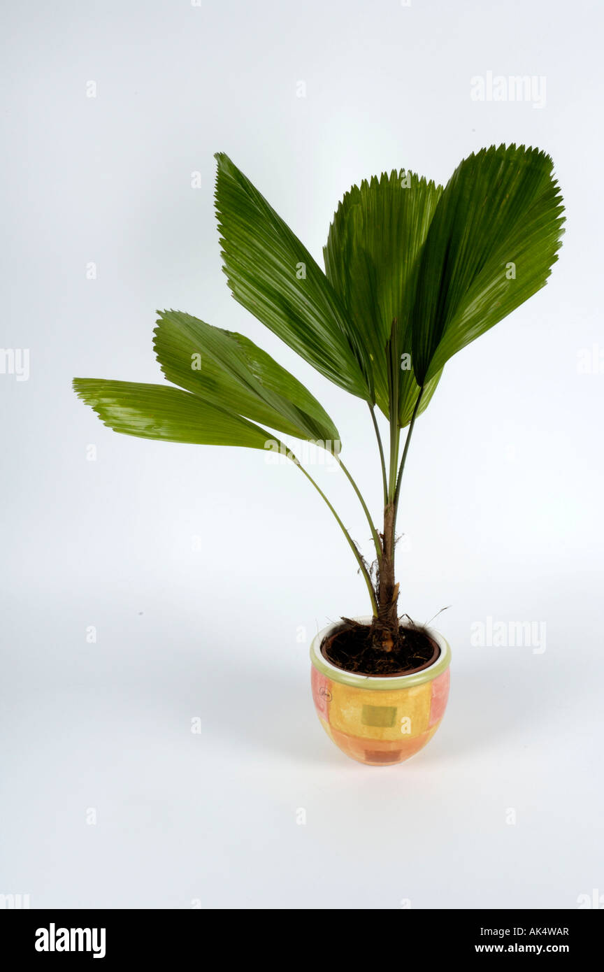 Licuala grandis hi-res stock photography and images - Alamy