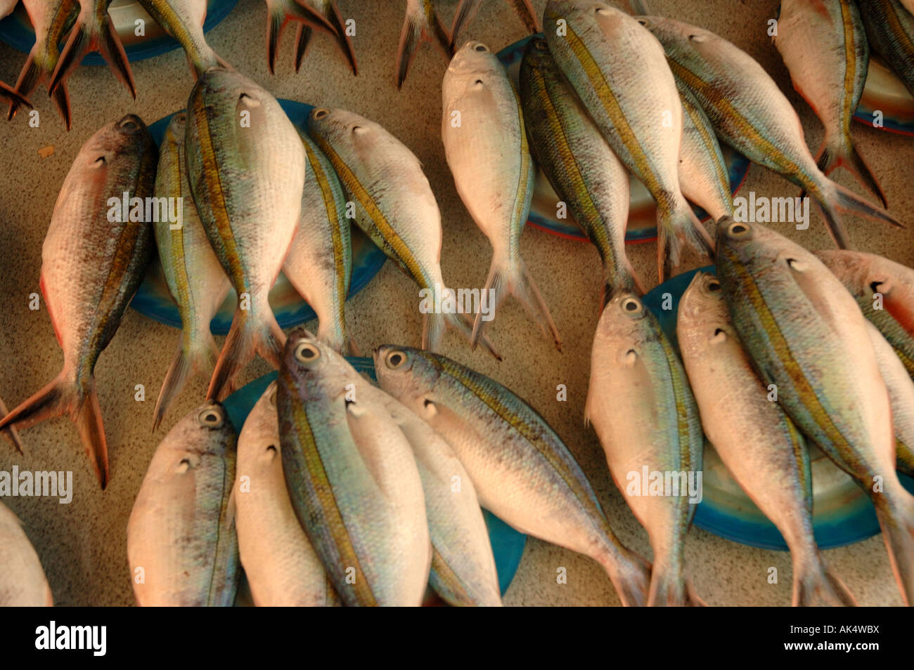 Fish in a market in Kota Kinabalu in Borneo Stock Photo - Alamy