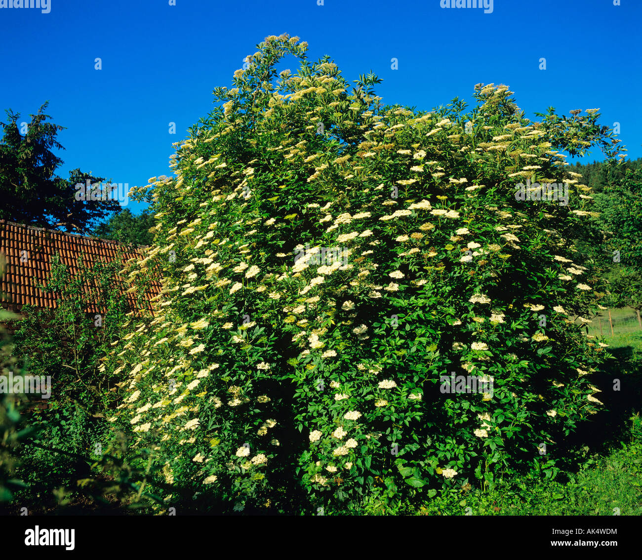 Elder tree caprifoliaceae sambucus nigra hi-res stock photography and ...