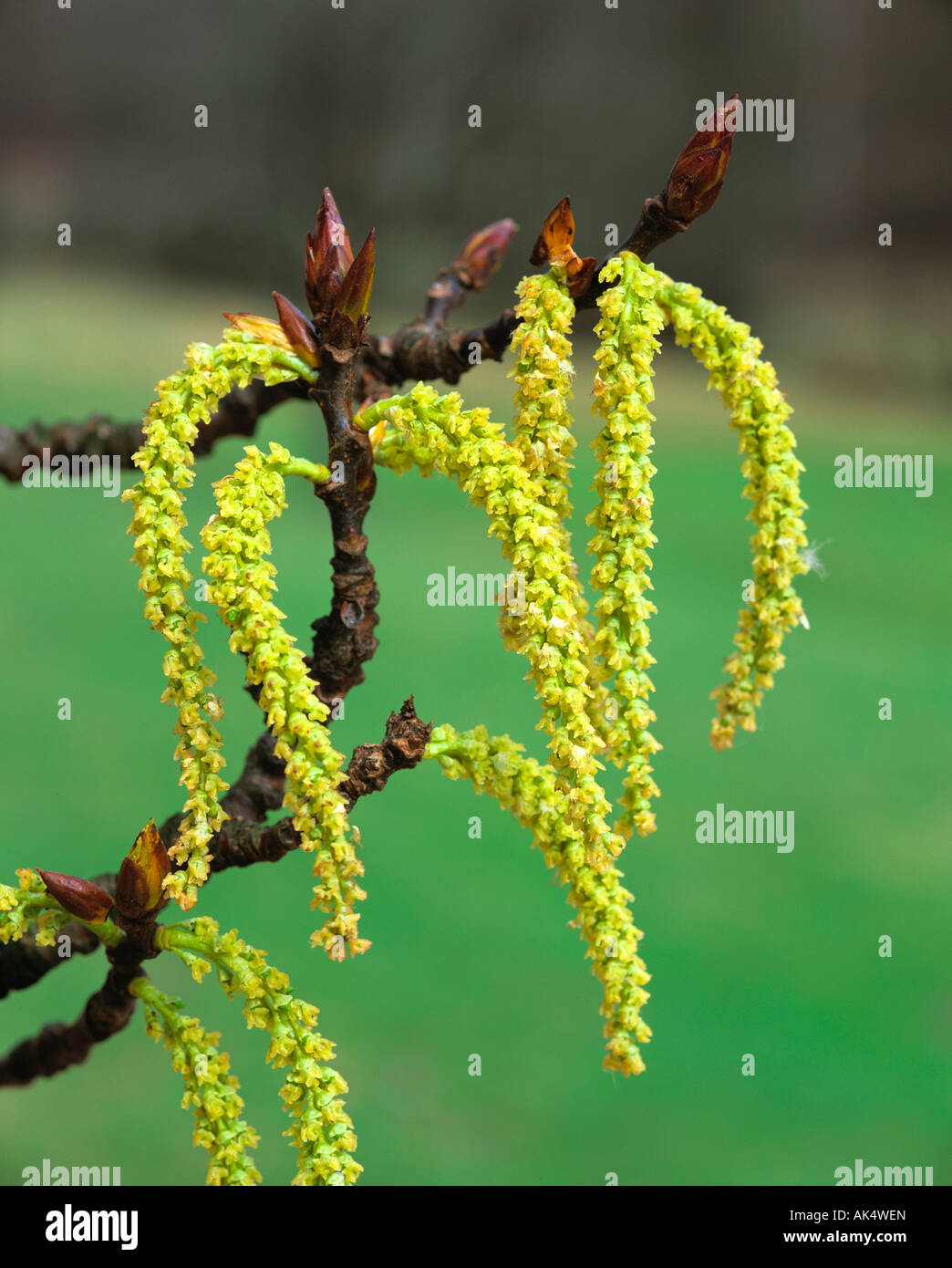 Poplar plants hi-res stock photography and images - Alamy