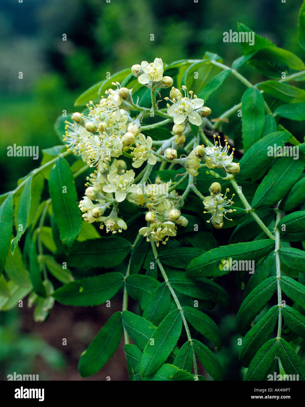 Service Tree / Cheque Tree Stock Photo - Alamy
