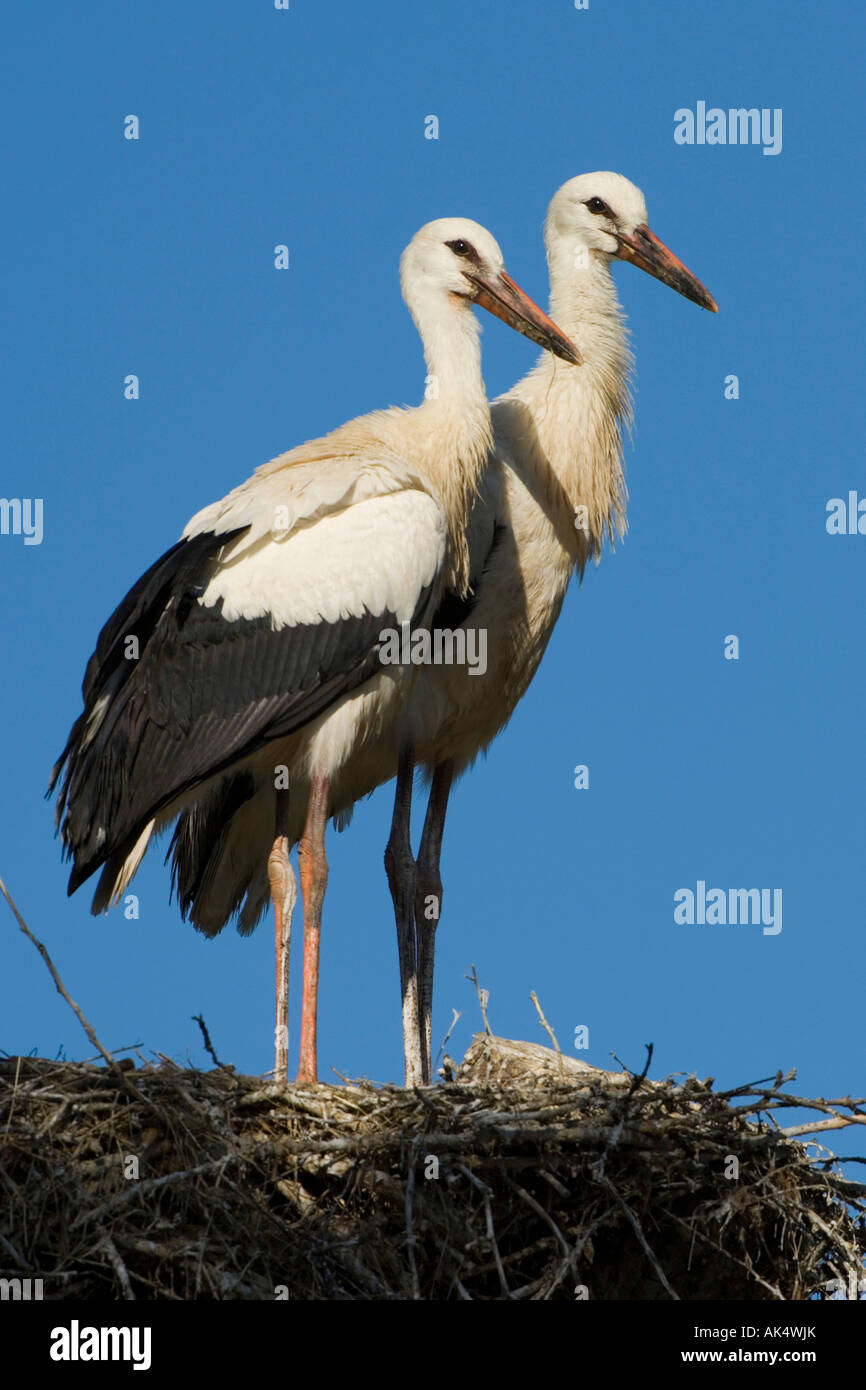White stork with youngs on nest hi-res stock photography and images - Alamy