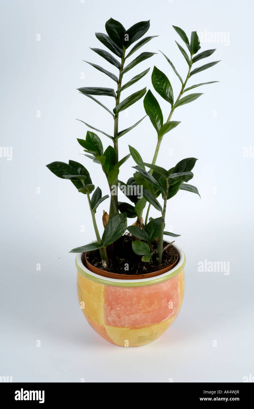 Fern arum zamioculcas zamiifolia hi-res stock photography and images ...