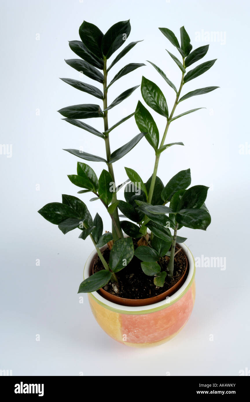 Zamioculcas loddigesii aroid plant hi-res stock photography and images ...