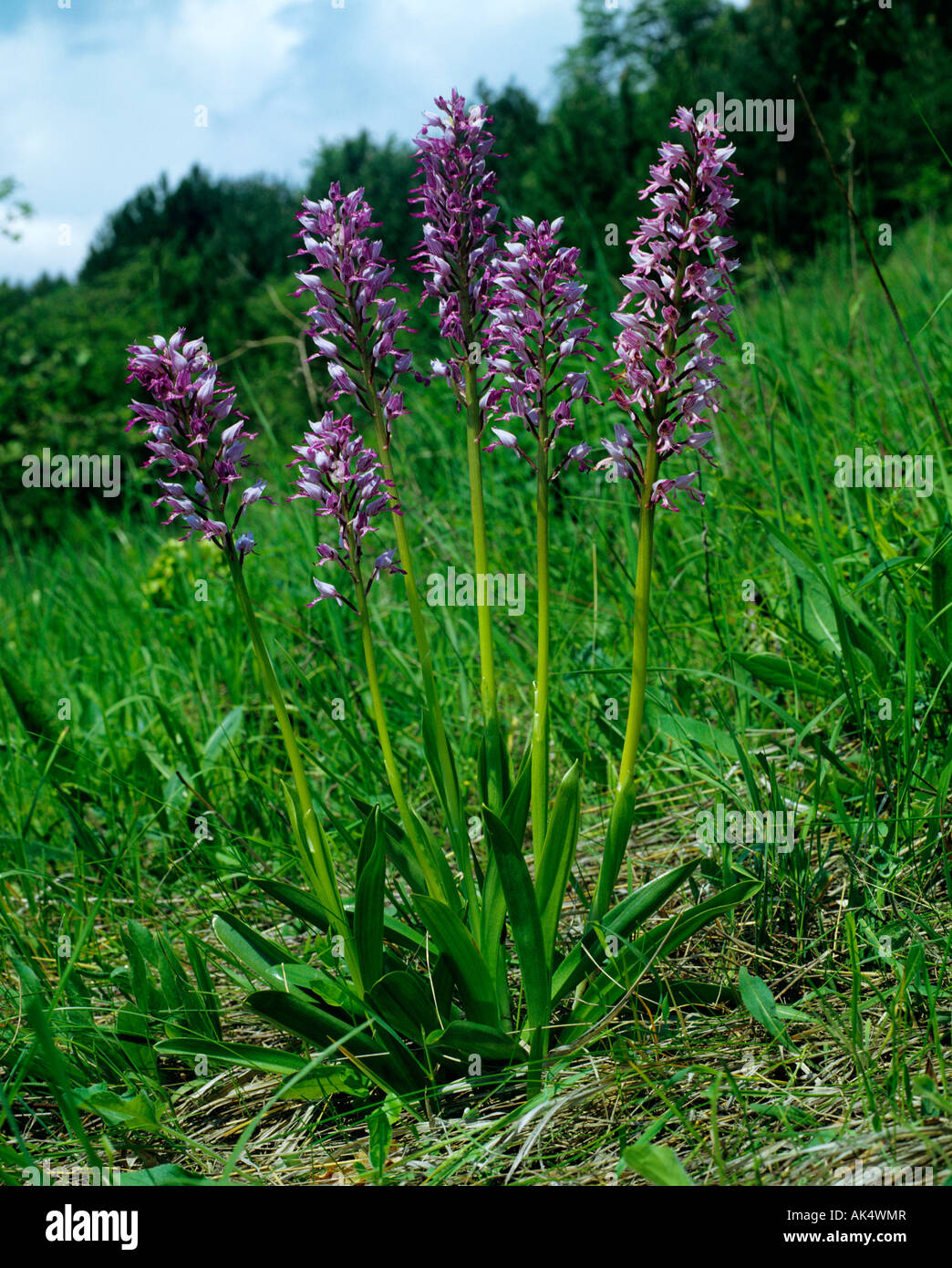 Military plants hi-res stock photography and images - Alamy