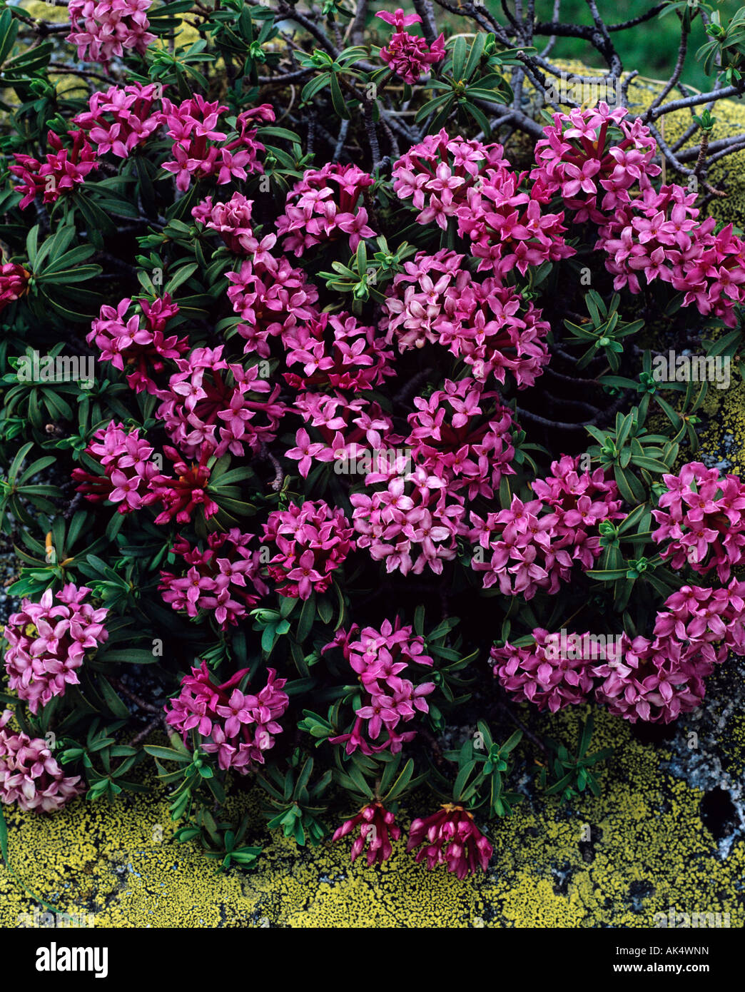 Daphne striata hi-res stock photography and images - Alamy