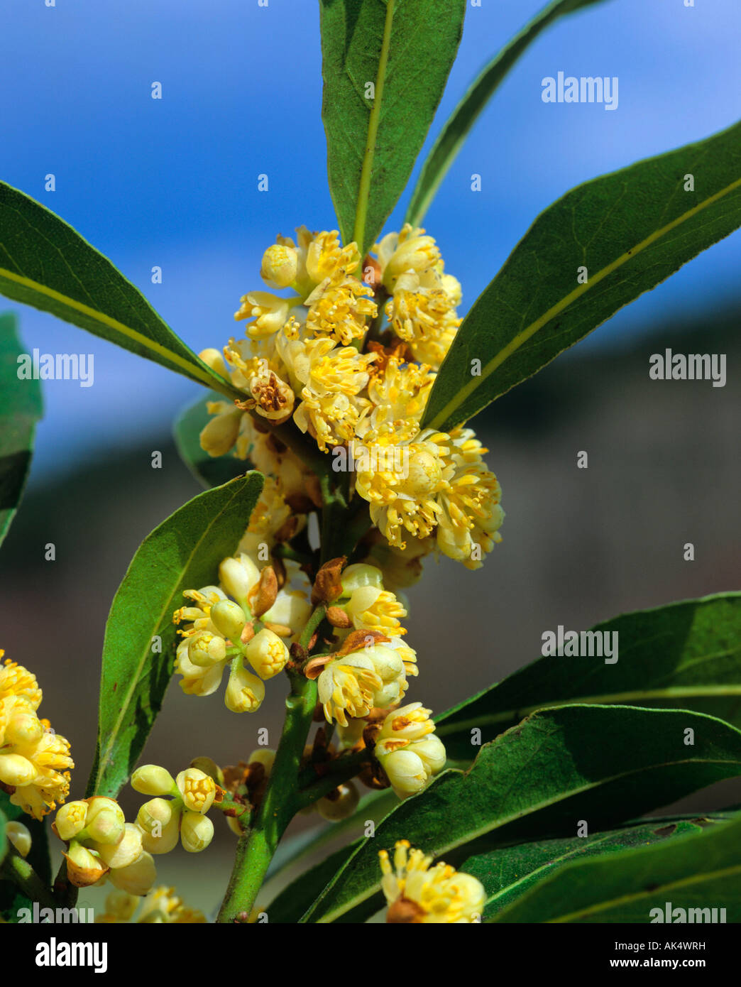 Laurel laurus nobilis blooming hi-res stock photography and images - Alamy