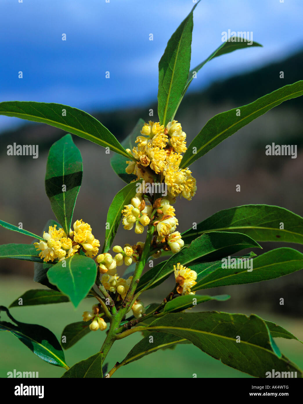 Laurel laurus nobilis blooming hi-res stock photography and images - Alamy