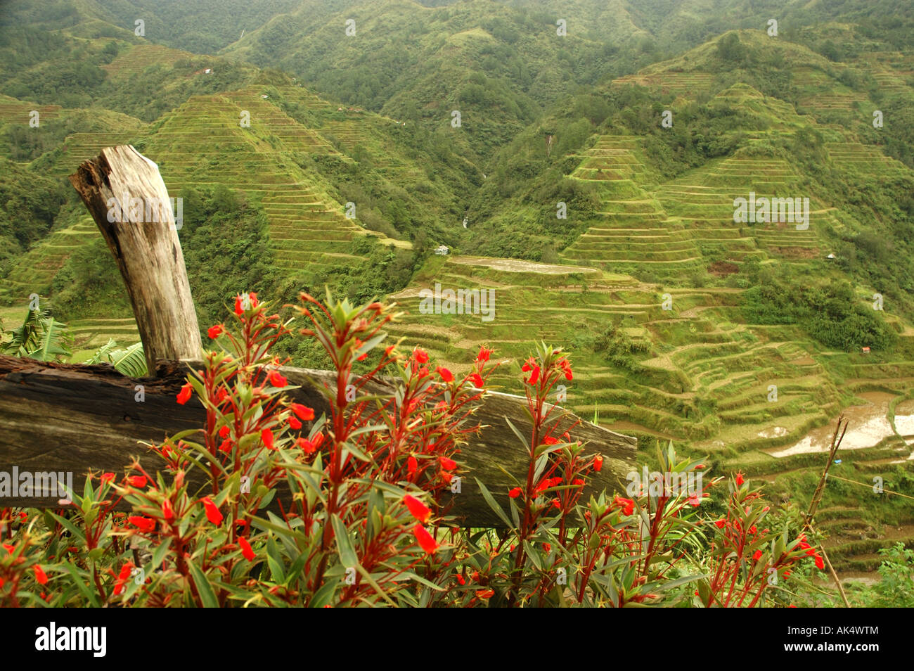 red flowers over Rice Terraces in Banaue, Philippines Stock Photo - Alamy
