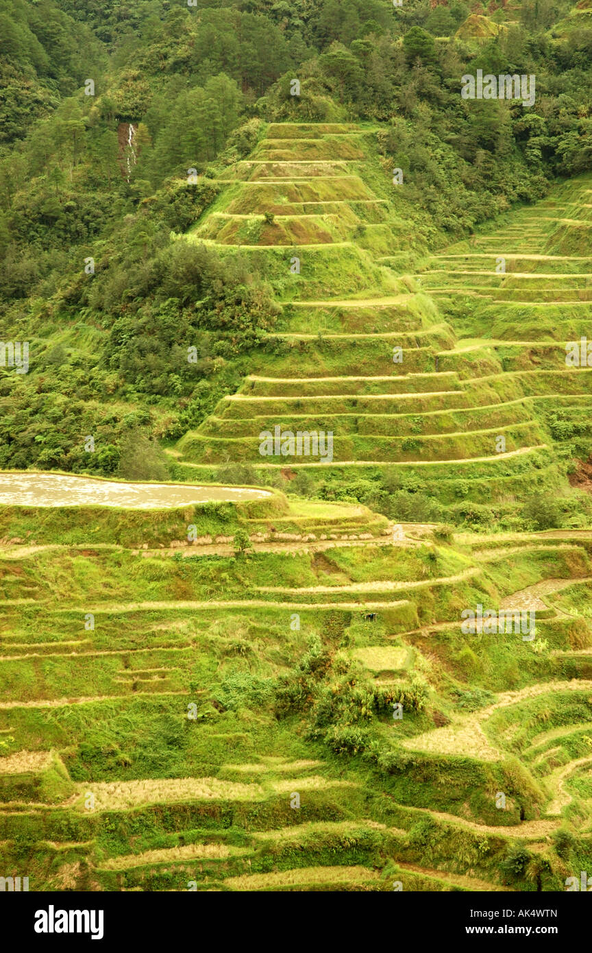 Rice Terraces in Banaue, Philippines Stock Photo - Alamy