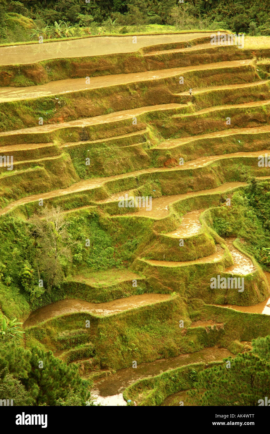 Rice Terraces in Banaue, Philippines Stock Photo - Alamy
