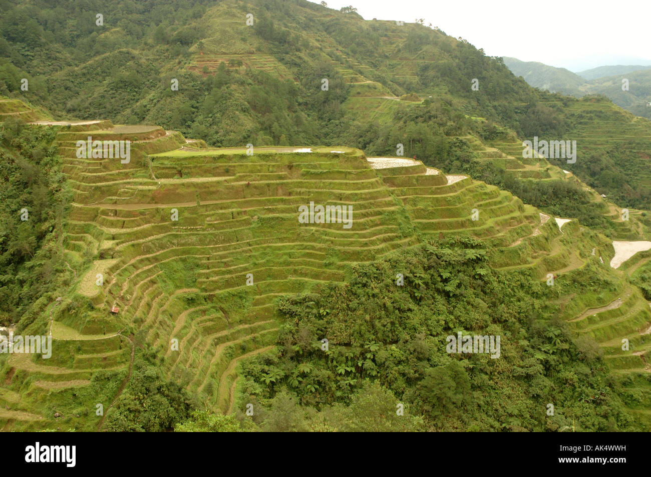 Rice Terraces in Banaue, Philippines Stock Photo - Alamy
