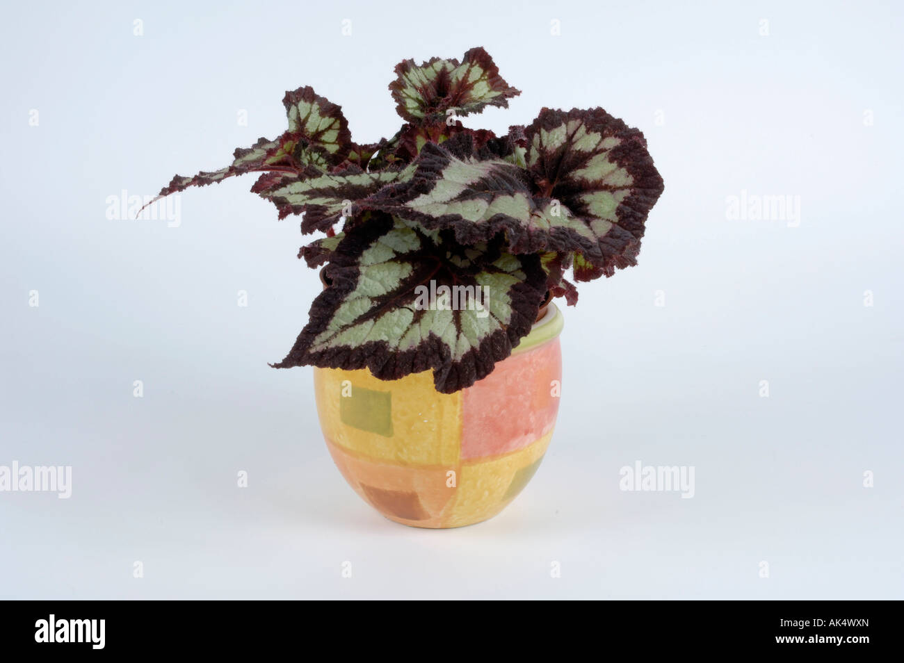 Begonia china hi-res stock photography and images - Alamy