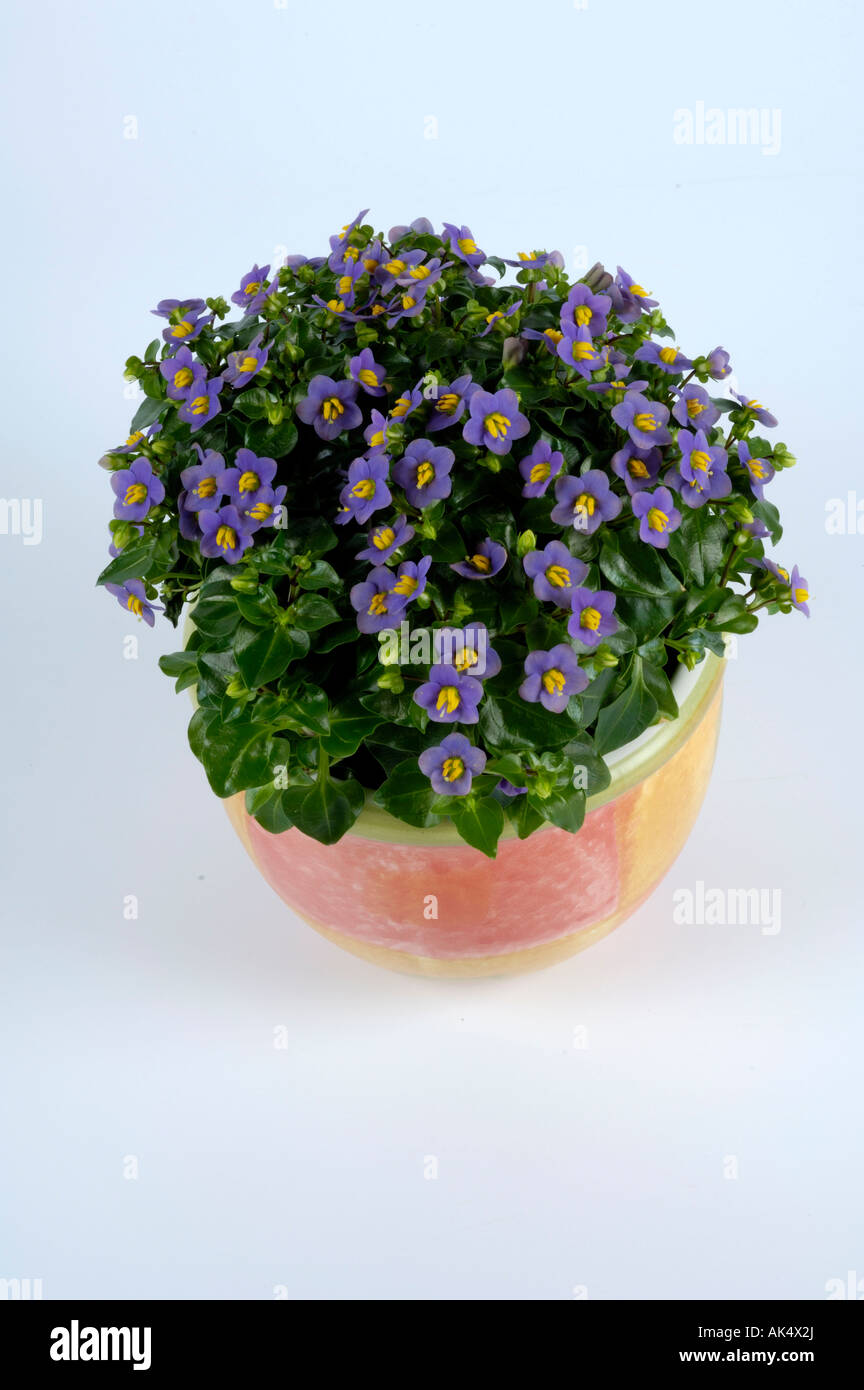 Persian violet exacum affine hi-res stock photography and images - Alamy