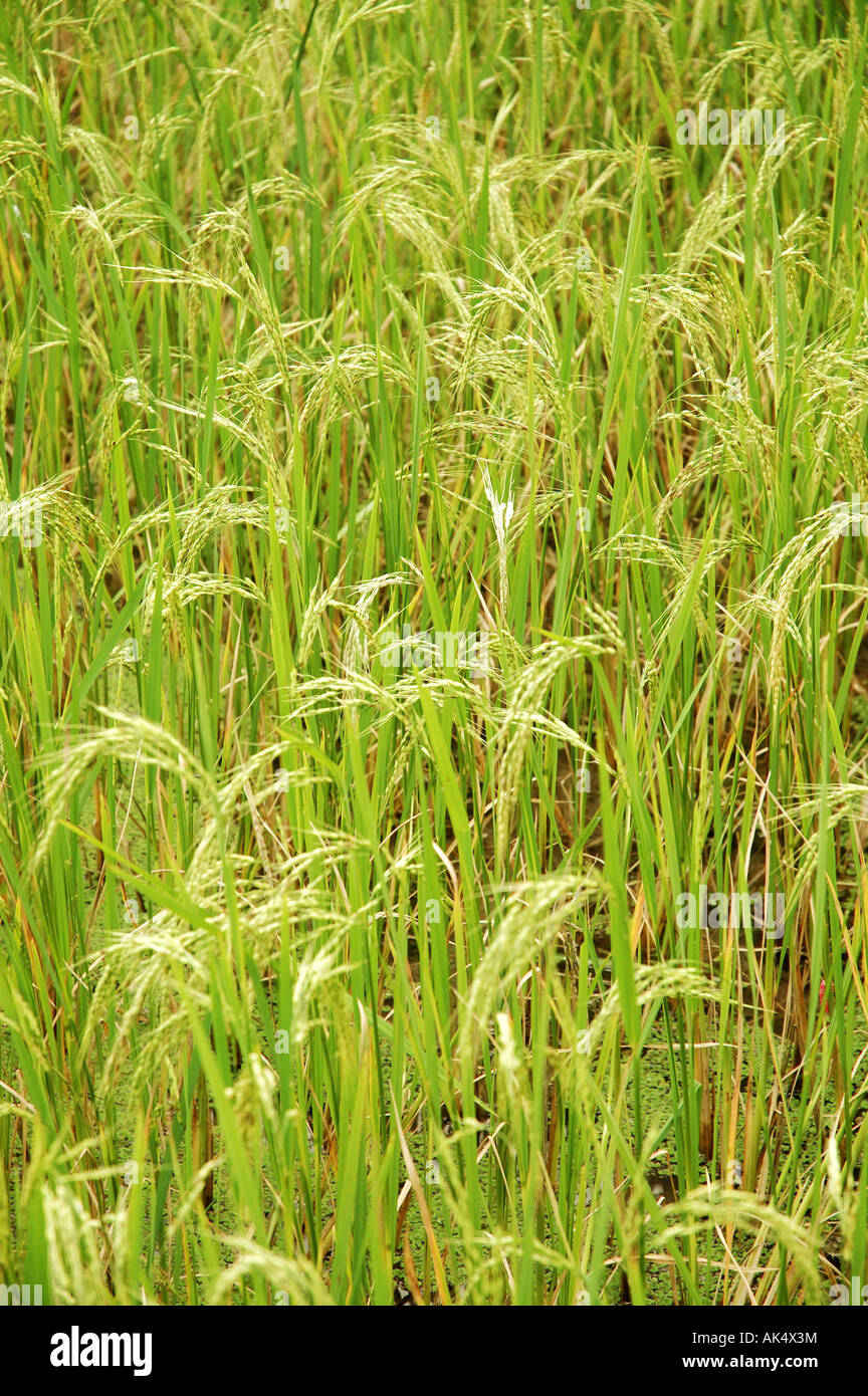 Rice field in Batad in the Philippines Stock Photo - Alamy