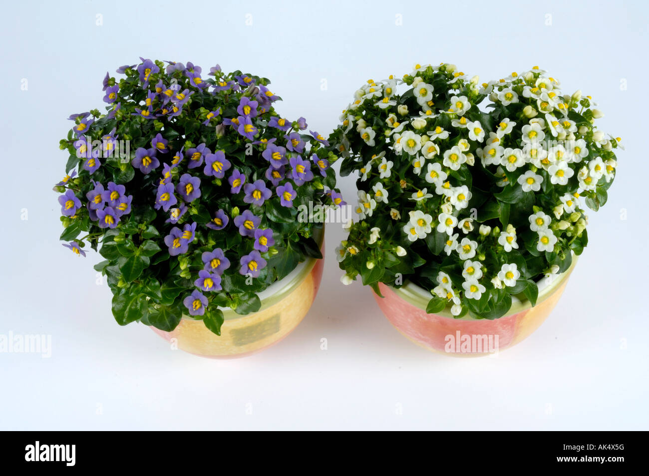Persian violet exacum affine hi-res stock photography and images - Alamy