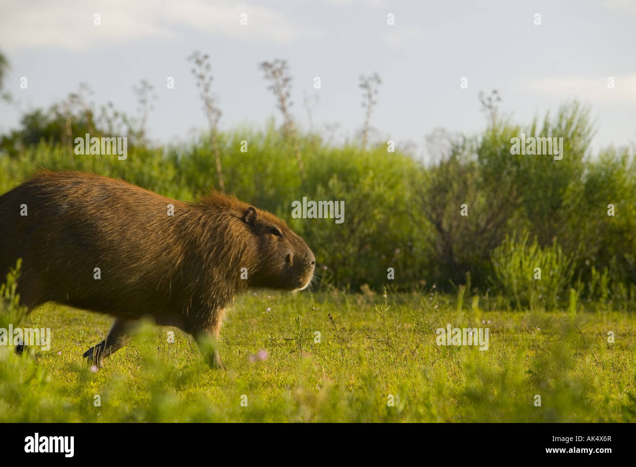 Adult male capybara Hydrocoerus hydrochaeris walking, Parque Nacional ...