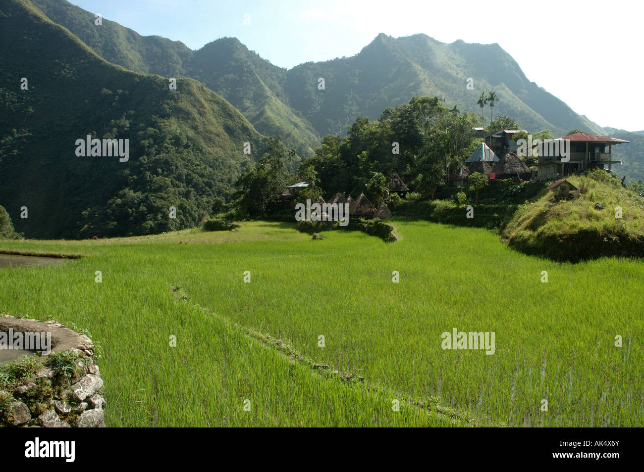 Rice field in Batad, in Northern Philippines Stock Photo - Alamy