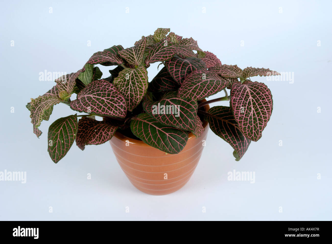 Red nerve plant hi-res stock photography and images - Alamy