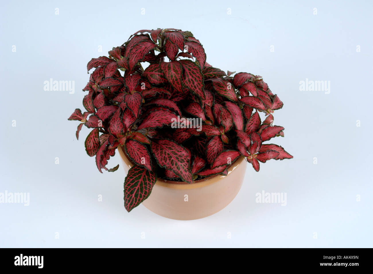 Red Nerve Plant Stock Photo - Alamy