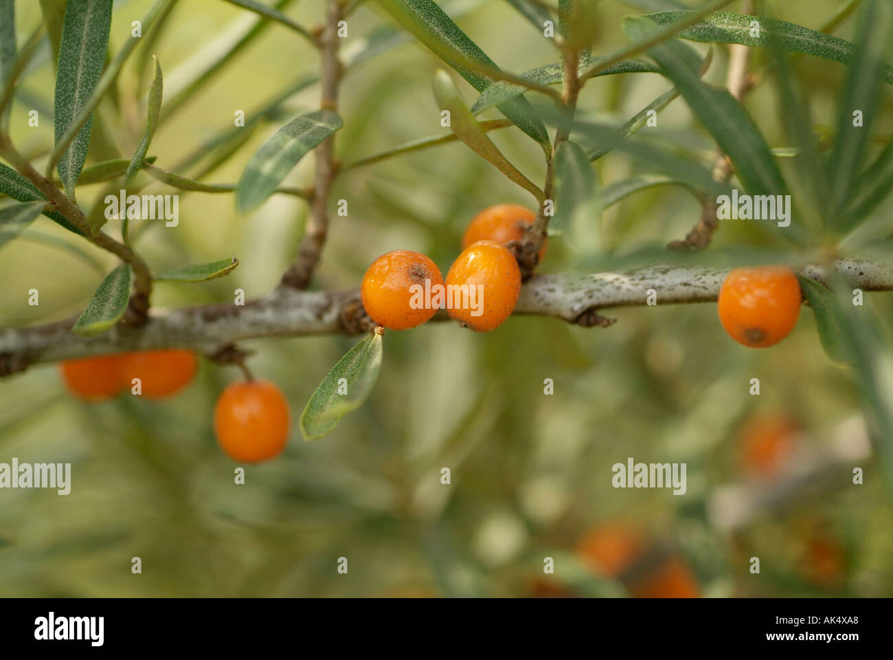 sallow thorn hippophae rhamnoides Stock Photo - Alamy
