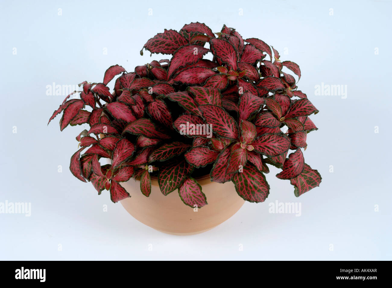 Red nerve plant hi-res stock photography and images - Alamy