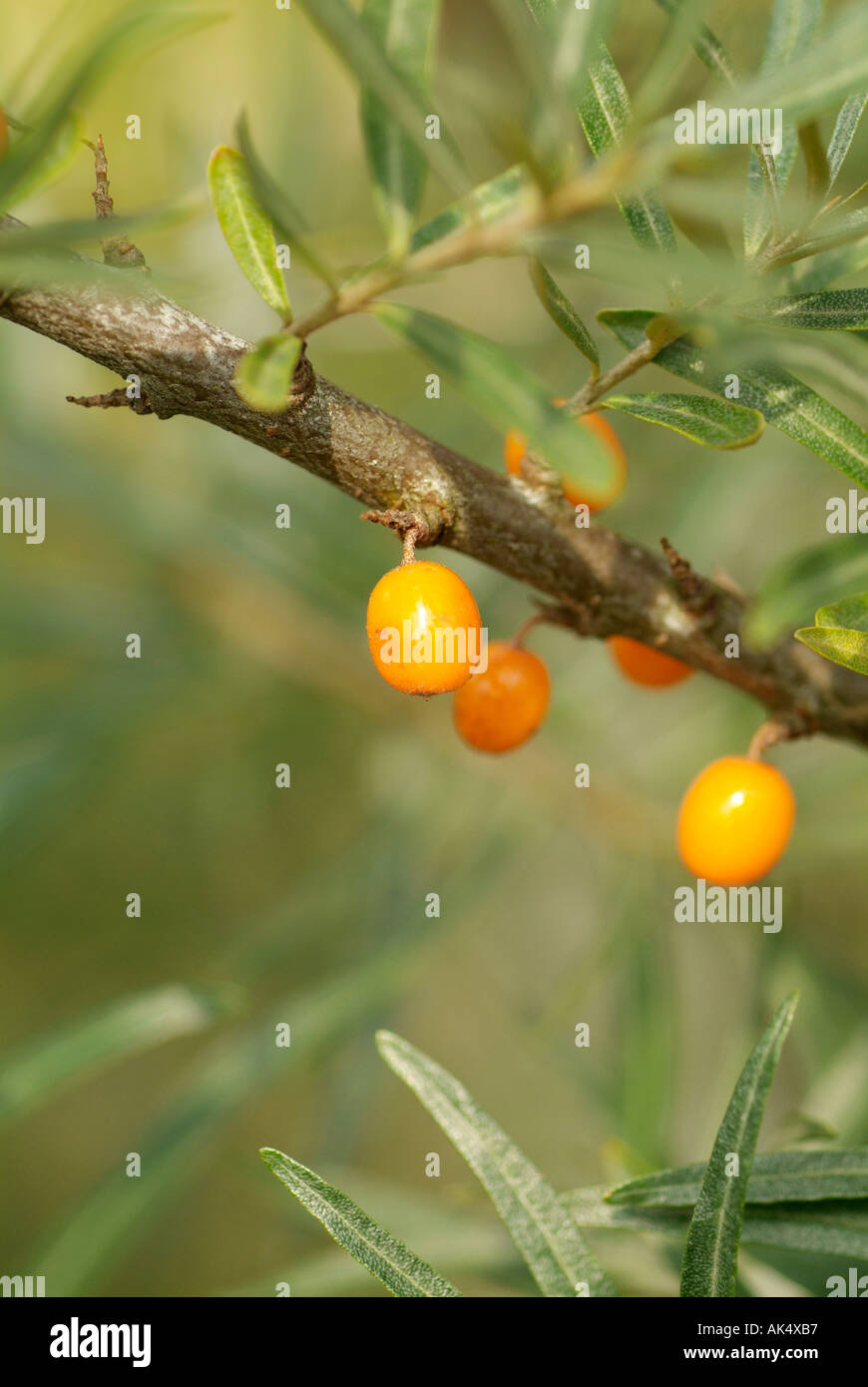 sallow thorn hippophae rhamnoides Stock Photo - Alamy
