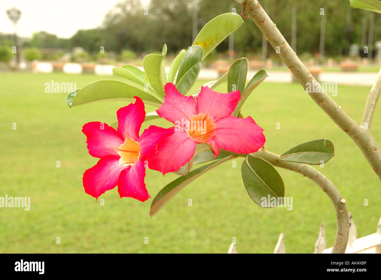 Flowers in a park in Manila Stock Photo - Alamy