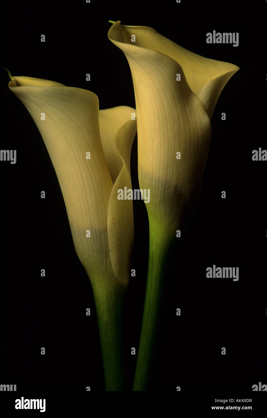 Two calla lilies Stock Photo - Alamy