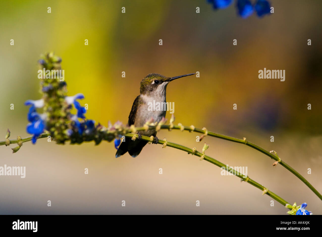 Female Ruby Throated hummingbird Stock Photo - Alamy