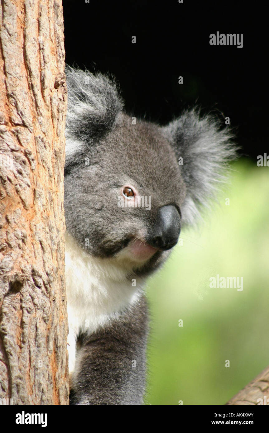 Australia : koala on tree Stock Photo - Alamy