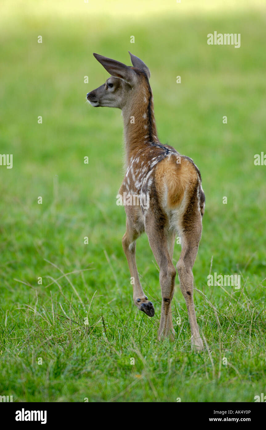 Red deer from behind hi-res stock photography and images - Alamy