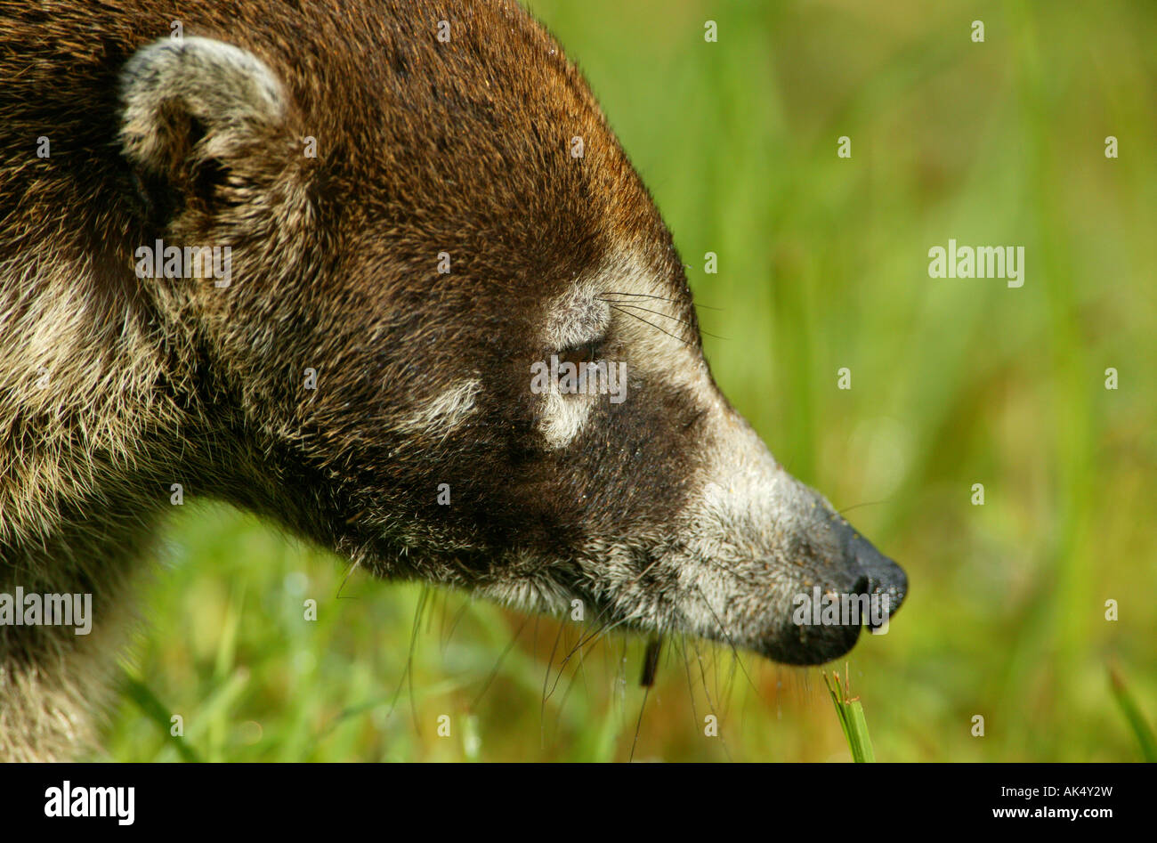 White-nosed Coati, Nasua narica, in the rainforest of Soberania ...