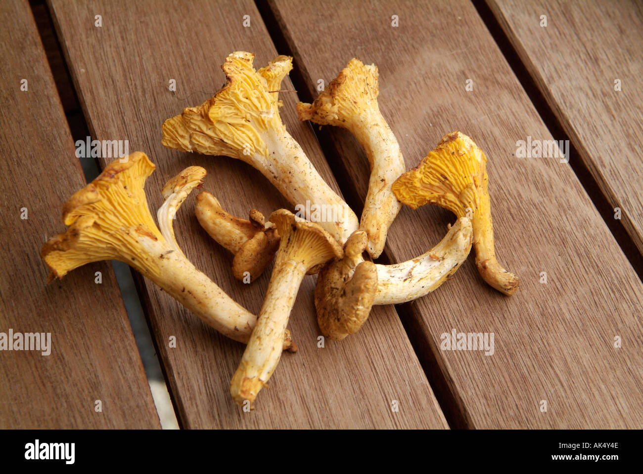 Pfifferlinge hi-res stock photography and images - Alamy