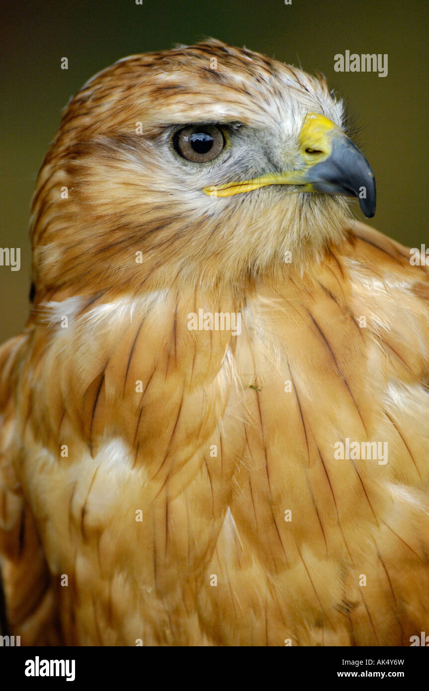 Long legged buzzard buteo rufinus adult hi-res stock photography and ...