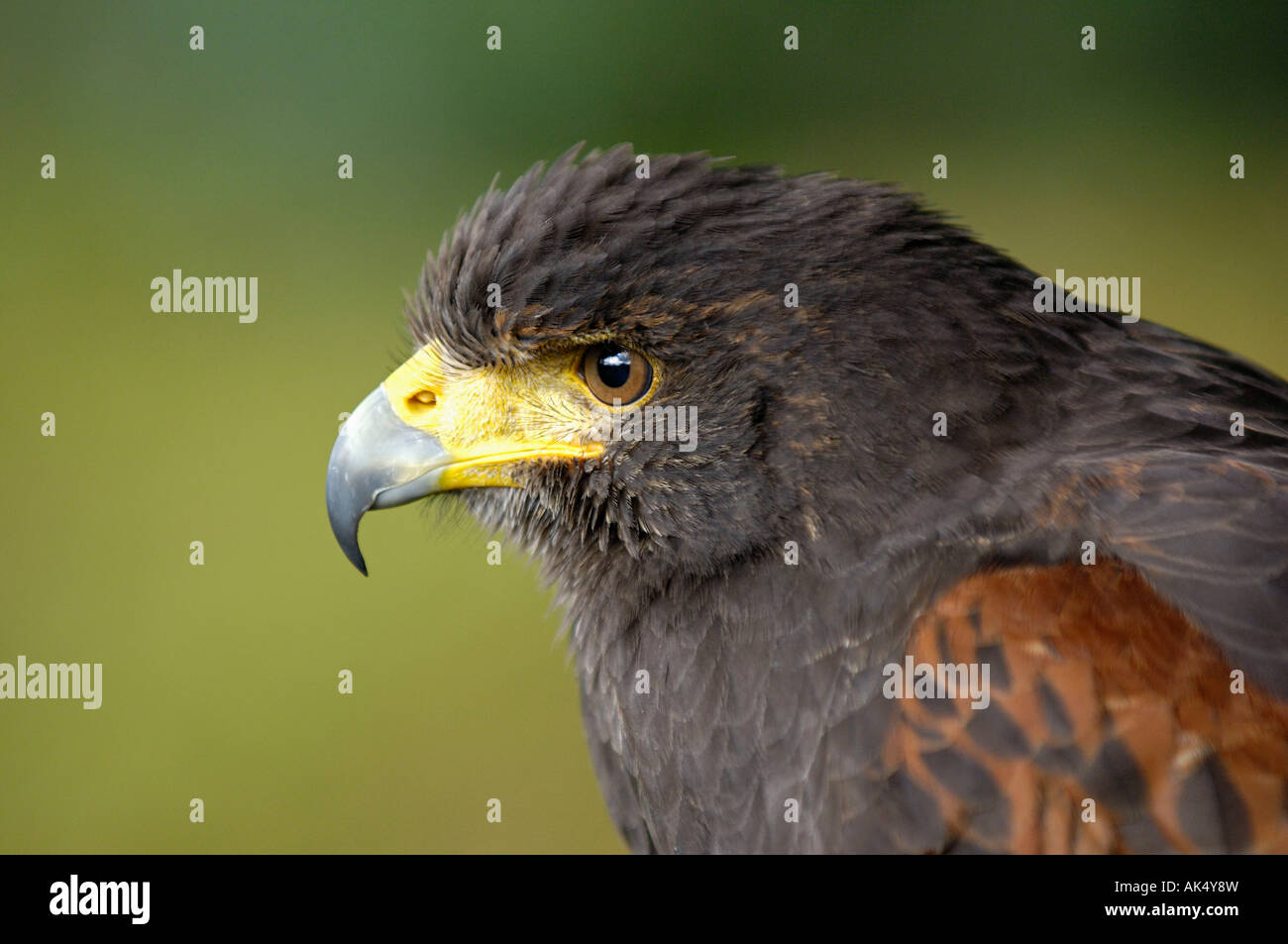 Harris hawk parabuteo unicinctus side hi-res stock photography and ...