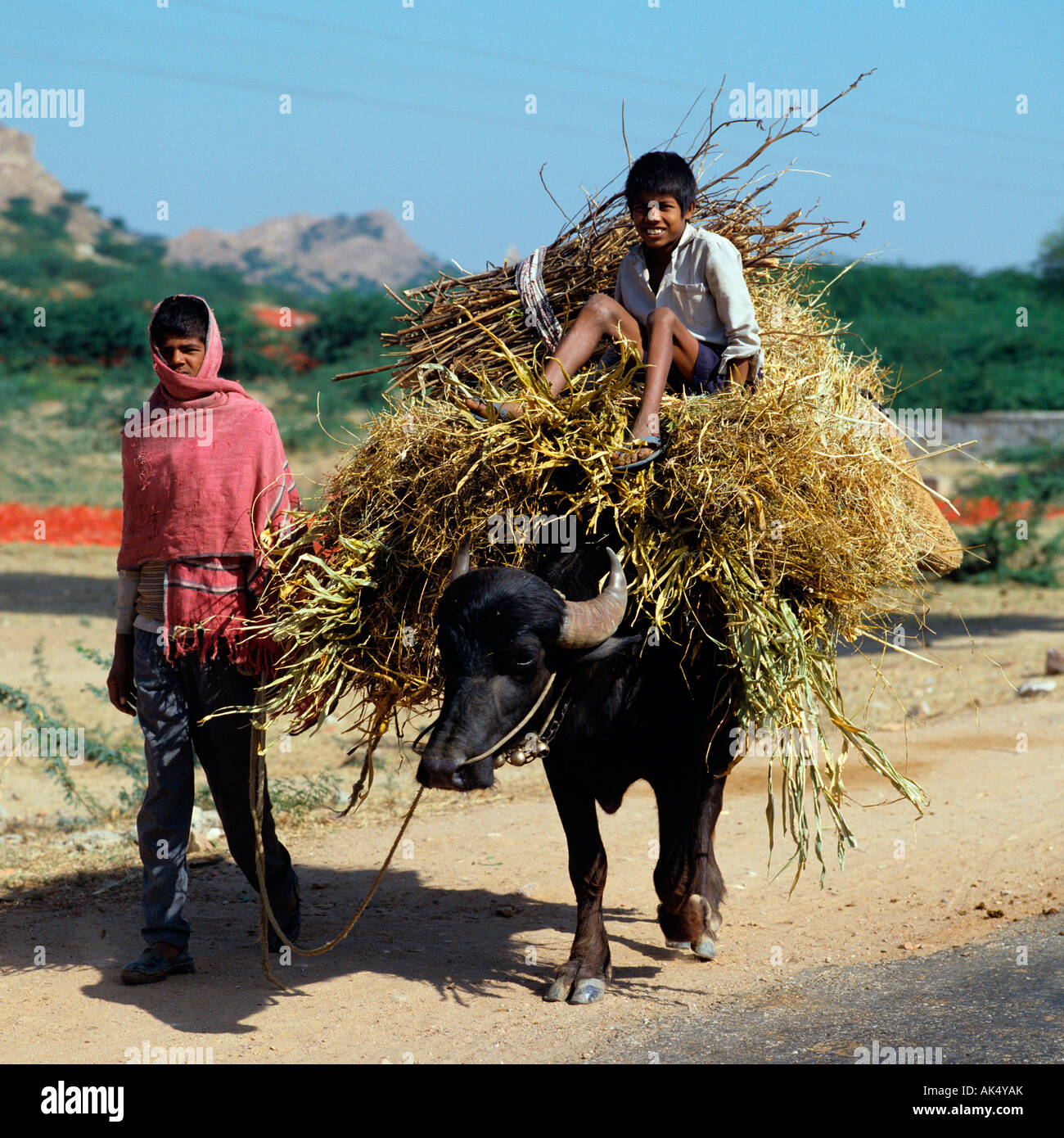 Water buffalo and boys hi-res stock photography and images - Alamy