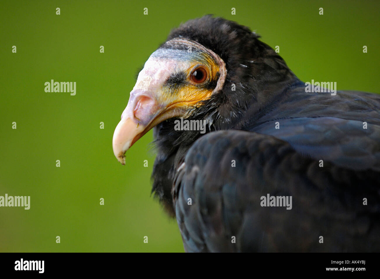 Lesser Yellow-headed Vulture Stock Photo - Alamy