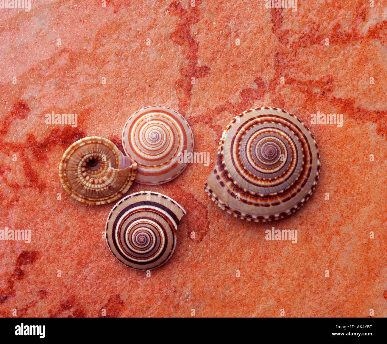 Snail shells architectonica spec snail shell hi-res stock photography ...